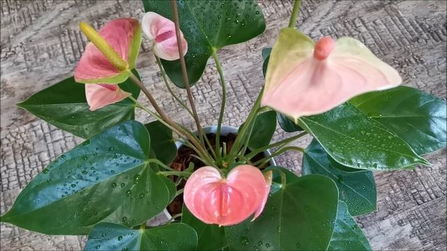 Антуриум Леганза (Diamond Leganza), навивает теплые воспоминания