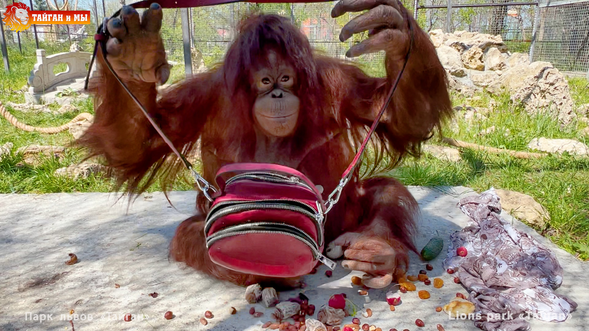 Сумочка с секретом для обезьянки Данки. Дана ест кулич и ЧИСТИТ  ЯЙЦО! Тайган!