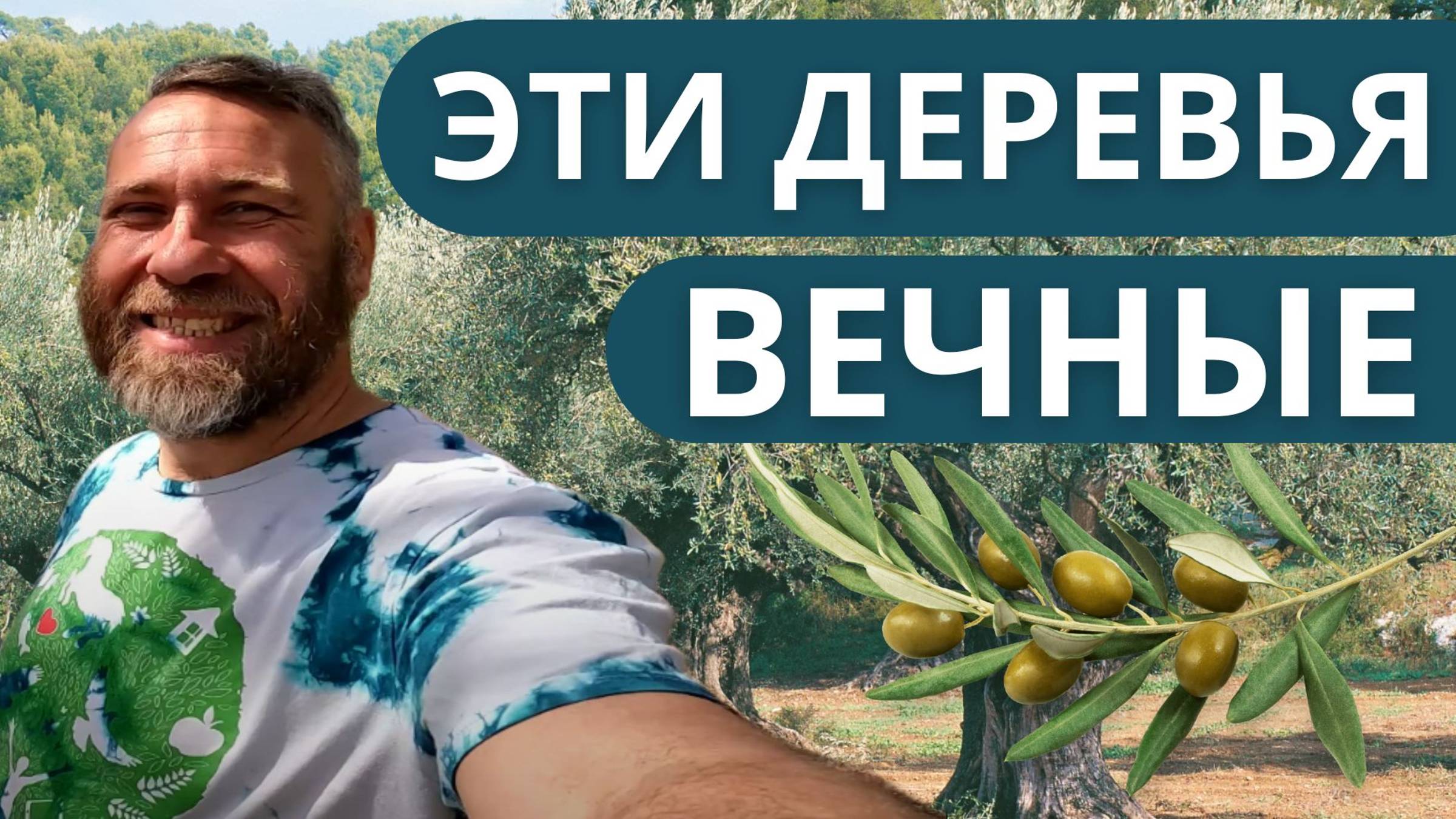 Уникальная ОЛИВКОВАЯ роща в России🫒 Показываю, где!