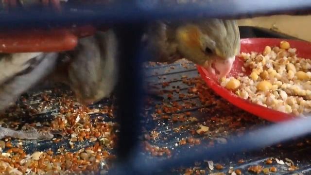 Ручные птенцы кореллы 1 месяц 1 неделя, едят сами, умеют летать, готовы к отлучению