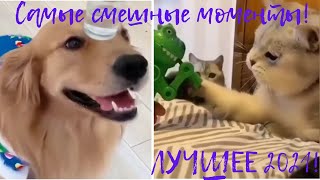 Смешные кошки и собаки 2022! - Лучшие приколы с котами №8