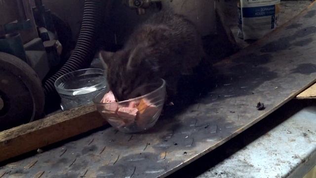 Скрытное наблюдение за осторожным зверем.