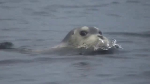 Любопытный сосед на Белом море