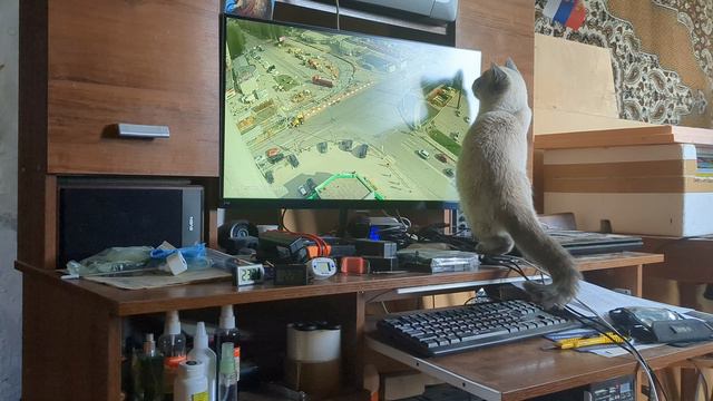 Кот регулировщик движения на перекрёстке