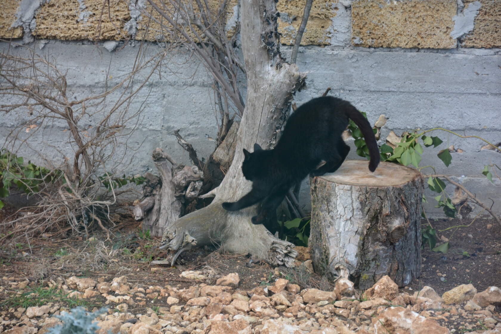Кошачьи волнения и тревоги глазами мужчины