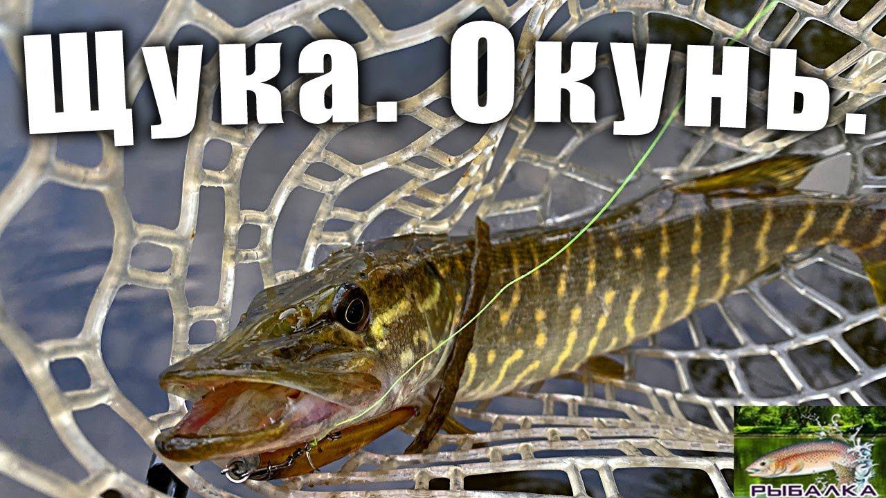 Щука. Окунь. Рыбалка в Ленинградской области. Июль 2021г.