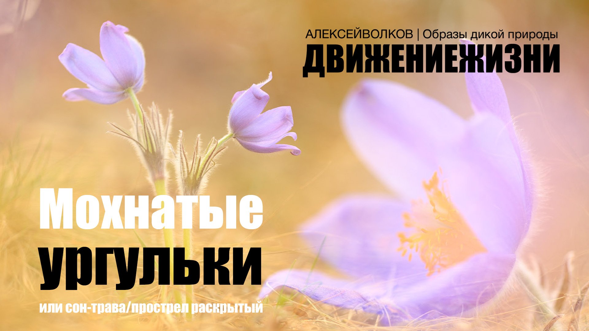 Мохнатые ургульки или Сон-трава - Первоцветы уже здесь, а мы застряли в домах и квартирах!