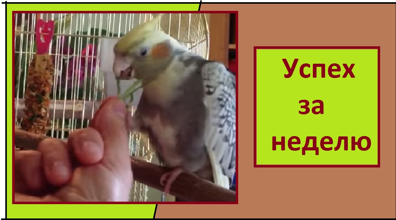 Погладила попугая. Первый контакт с попугайчиком. Как приручать дикого магазинного попугая