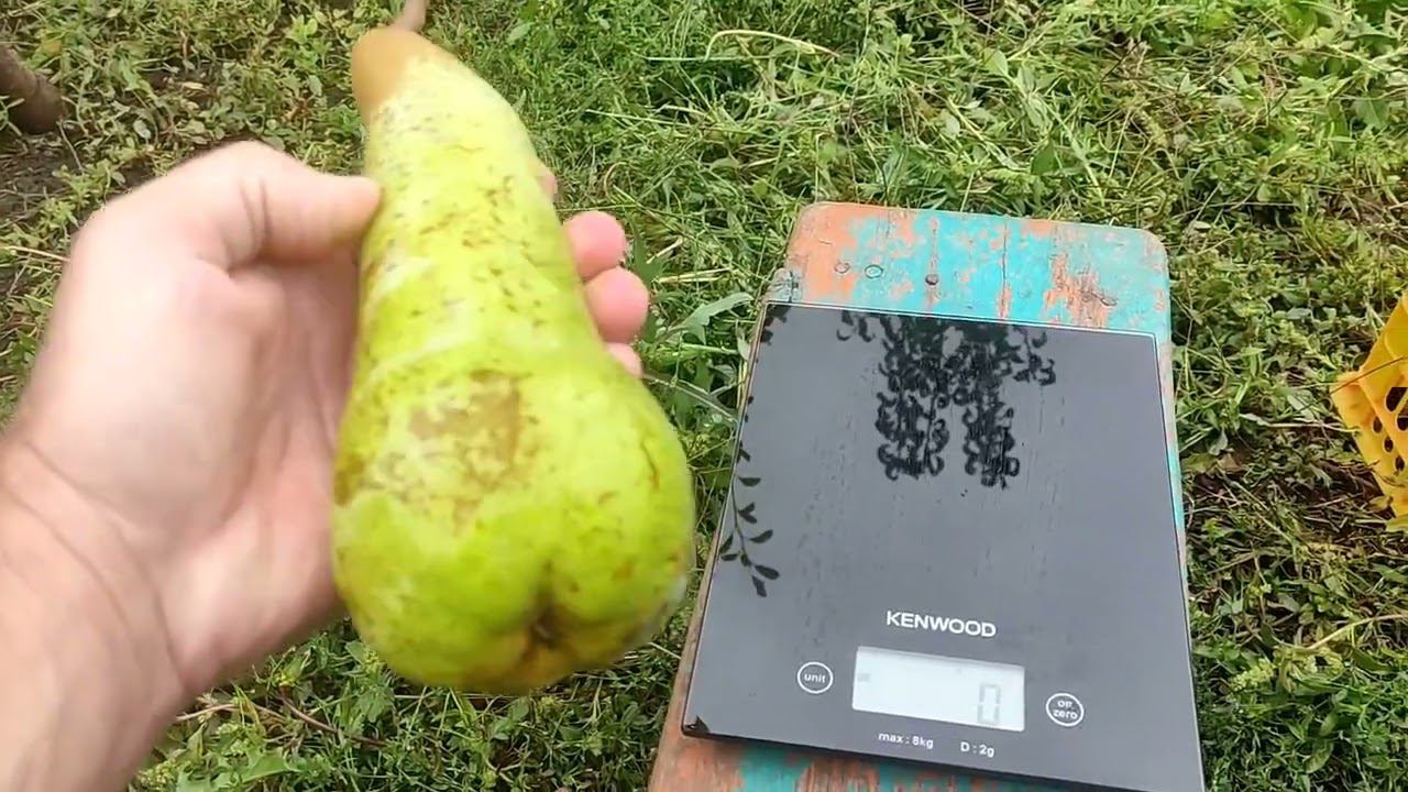 Груша Аббат Фетель