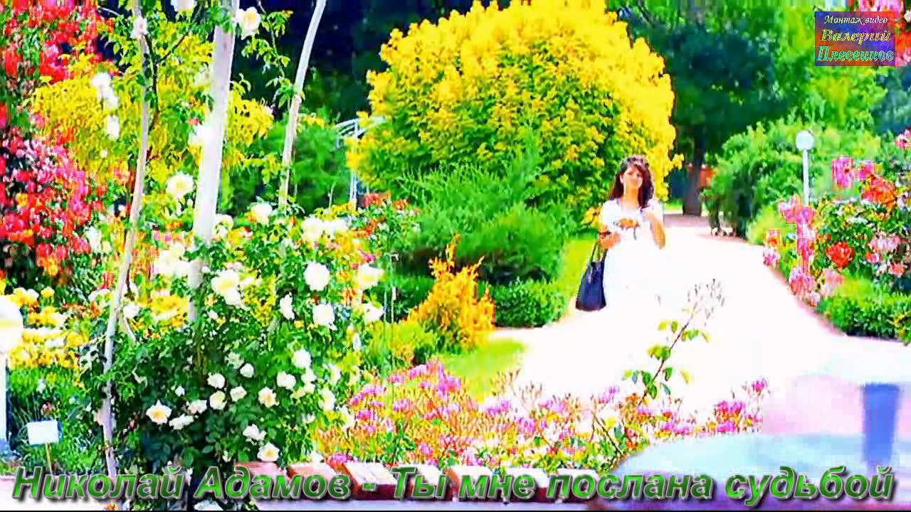 Николай Адамов - Ты мне послана судьбою