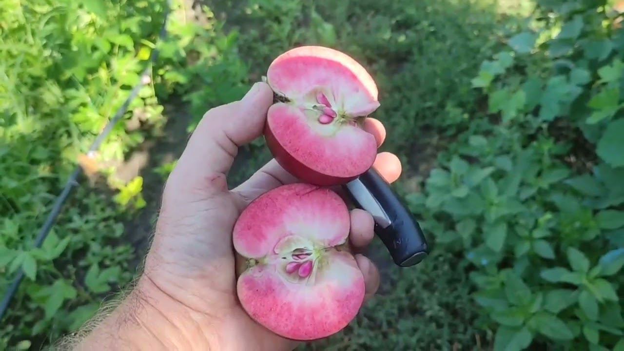 Байя Мариса 30.07.23