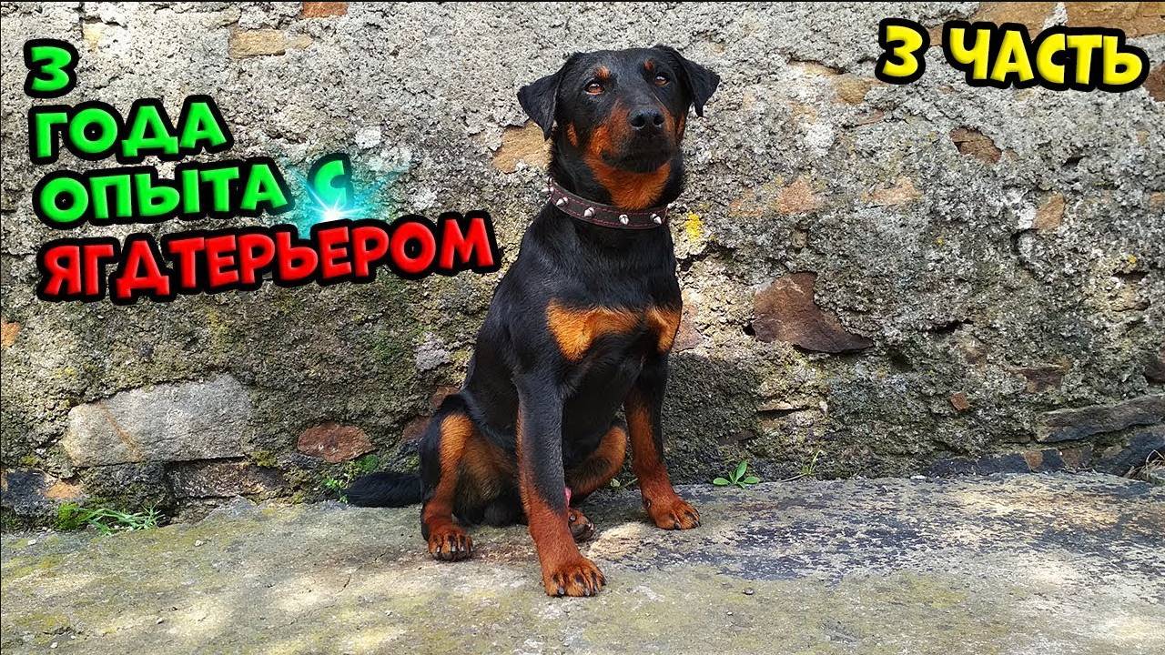 Держу Ягдтерьера (3-ЧАСТЬ)  #ягдтерьер #волкмикс #ягдтерьерволкмикс #volkmix