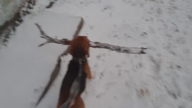 Бигль Савва и брёвнышко ...