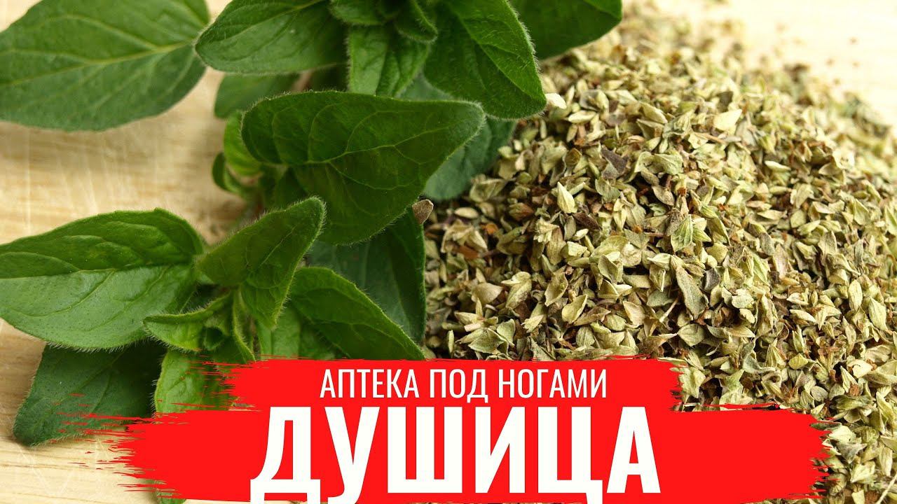 ДУШНИЦА / О правилах сбора, нюансах заготовки и приготовлении полезных настоев / аптека под ногами