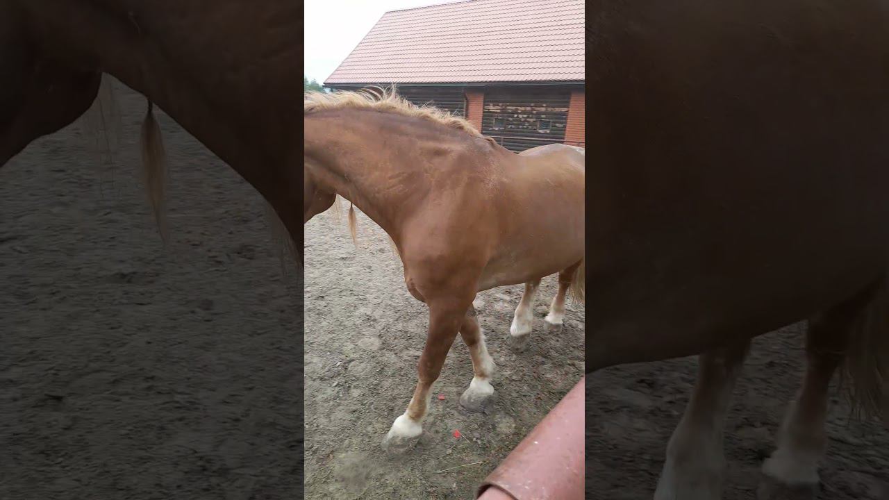 Найти друга можно среди животных #отдых #конь #путешествие #шортс