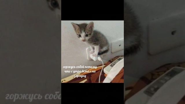 Мемы про котиков