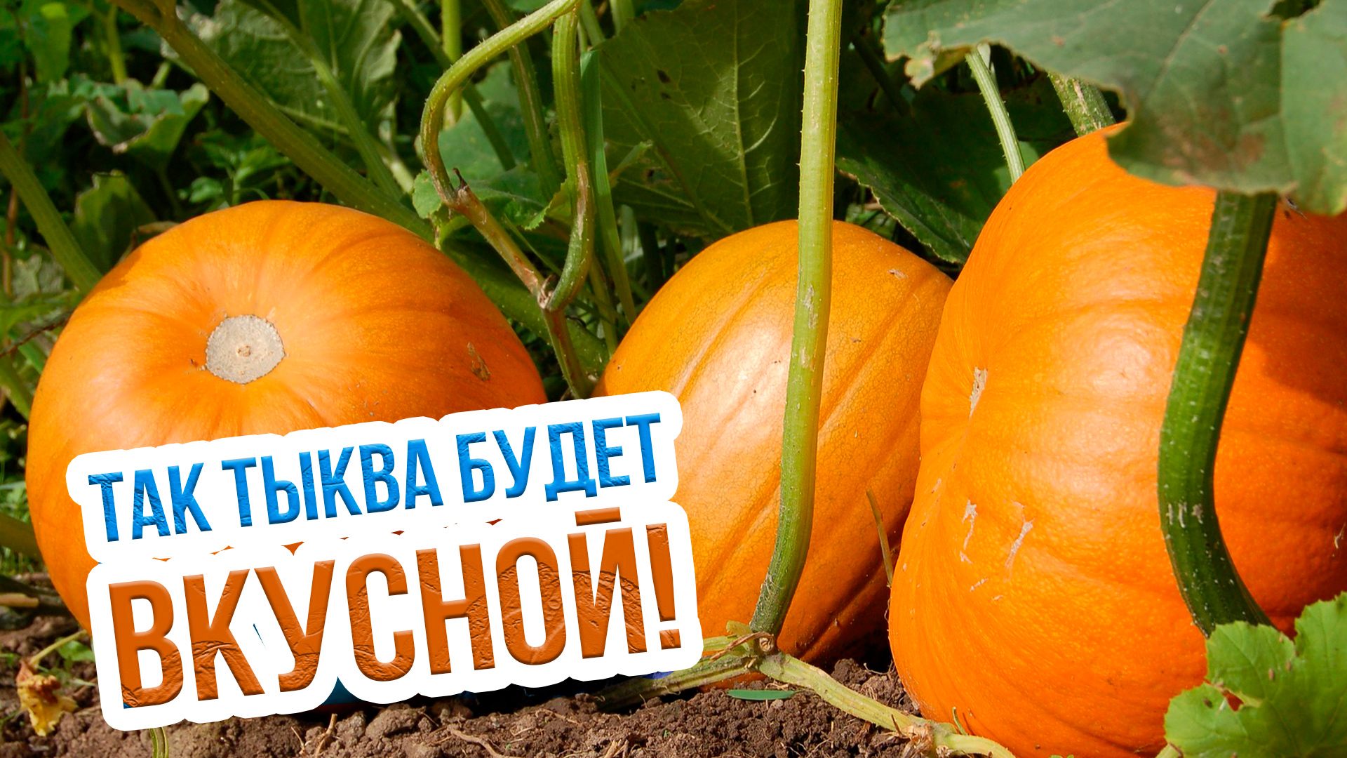 Когда собирать урожай тыквы готовность плода, сроки, полив. Сбор урожая тыквы- что нужно знать?