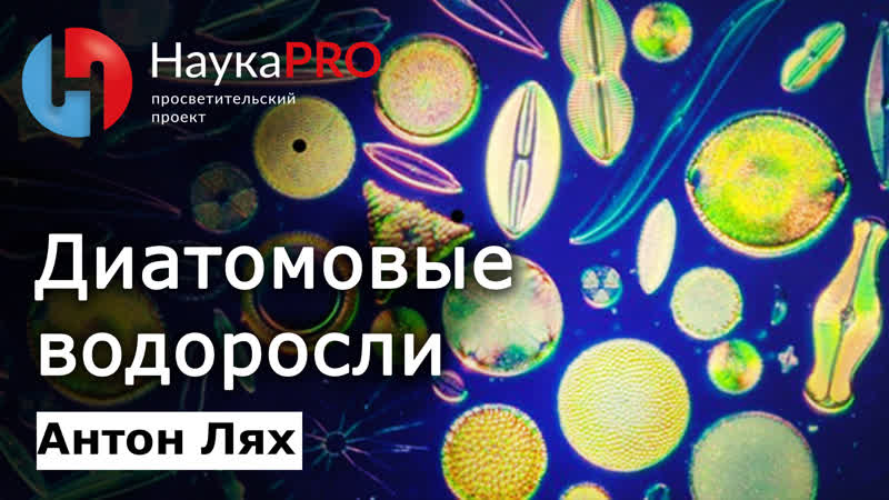 Диатомовые водоросли ｜ Лекции по биологии – Антон Лях ｜ Научпоп ｜ НаукаPRO