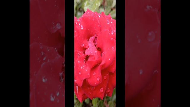 Мечты сбываются. Розы.