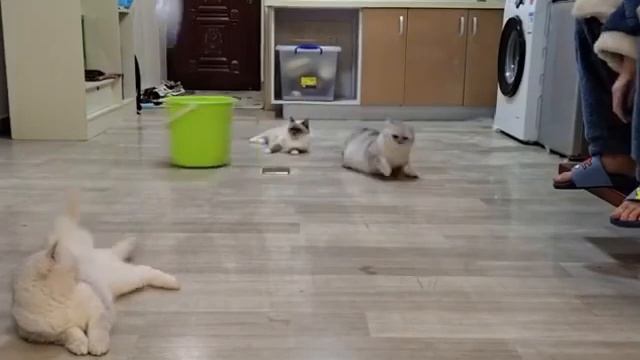 Кошачья подстава.mp4