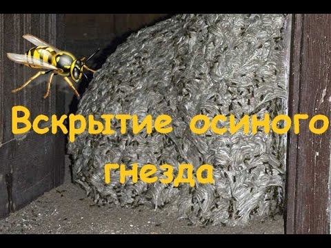 Шок!  Вскрываем осиное гнездо под полом на балконе