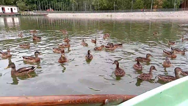 Ландшафтный заказник Теплый Стан летом – надувной батут, катание на лодке, кормление уточек