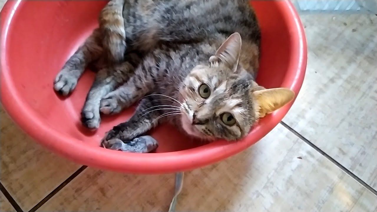 Кошка Алиса - истребитель мышей!