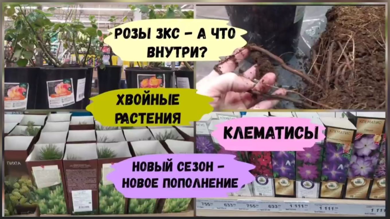 Розы ЗКС - а что внутри? Клематисы, хвойные растения.