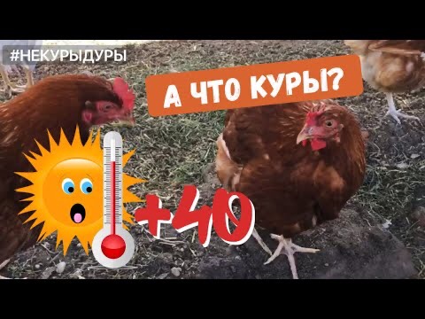 Куры. Когда на улице +40