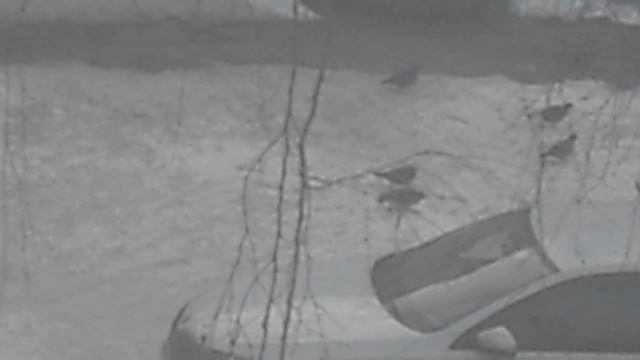 Голуби и ворона, мимо проходит уборщица.DSCN5109