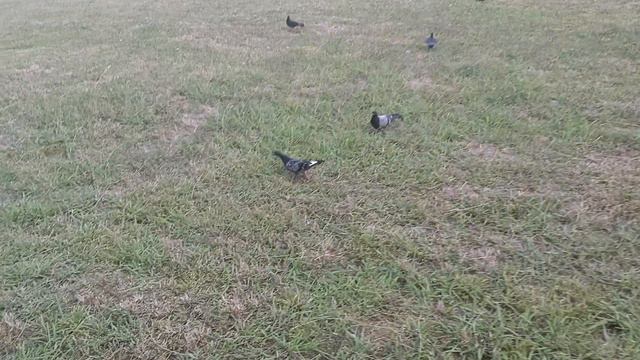 АкваЛоо концертный зал +фонтаны + неработающий авквапарк