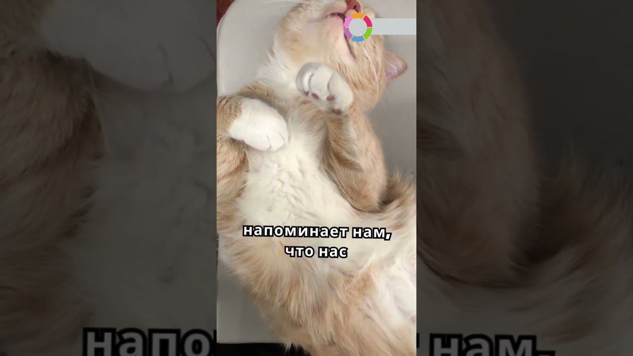 Связь между человеком и его питомцем #catshorts #shorts  #dogshorts