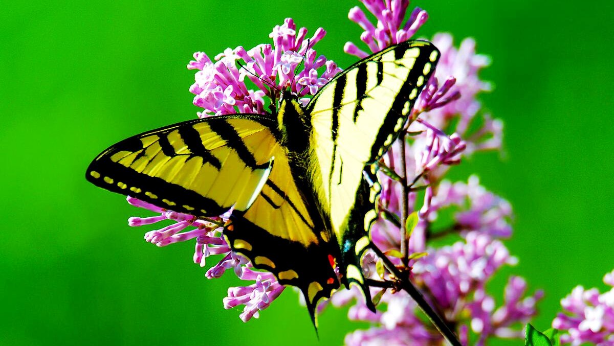 МЫСЛИ разные и  обо всём.2