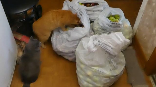 Рыжий кот Феликс ? решил попробовать яблоки, но кошка Буся быстро поставила котика на место!