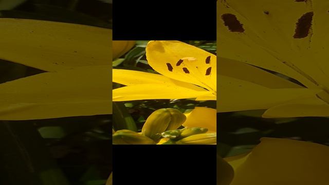 лилия ПАВИА