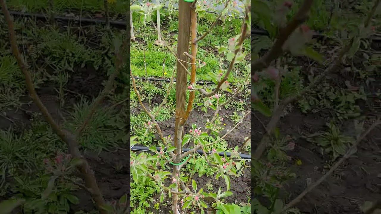 Закладка цветочной почки у яблони Пинова.