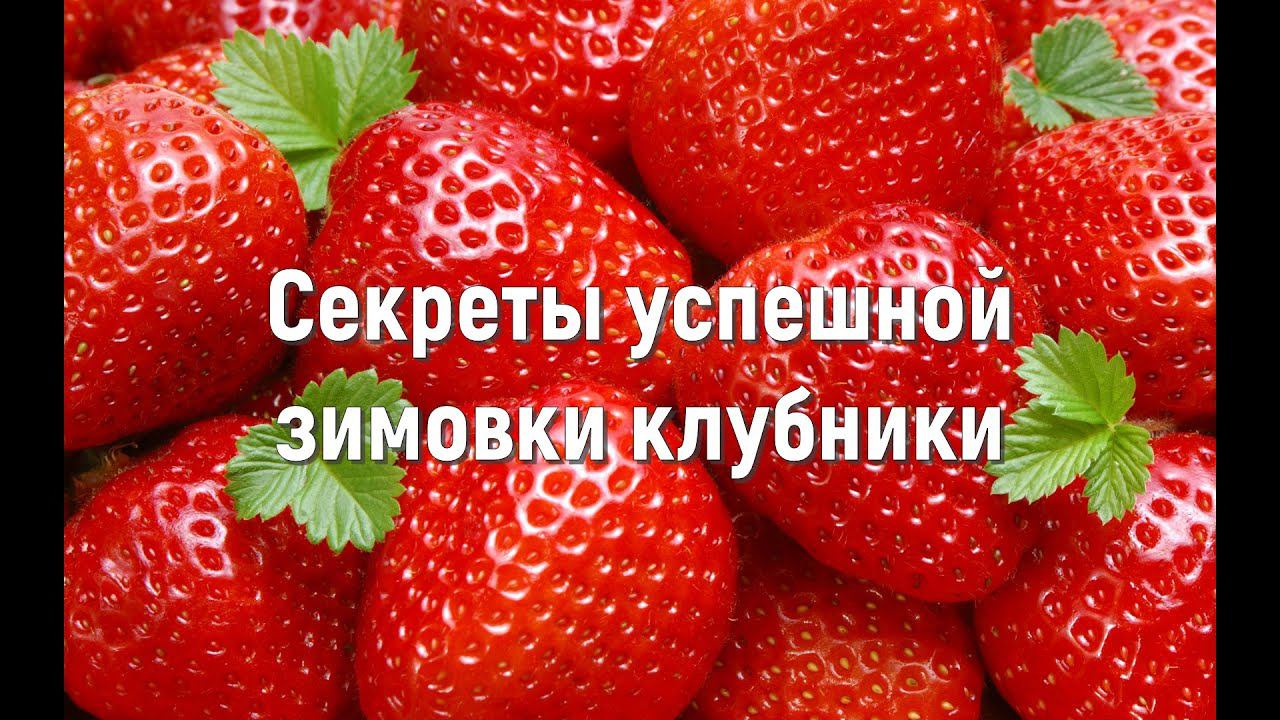 Секреты успешной зимовки клубники