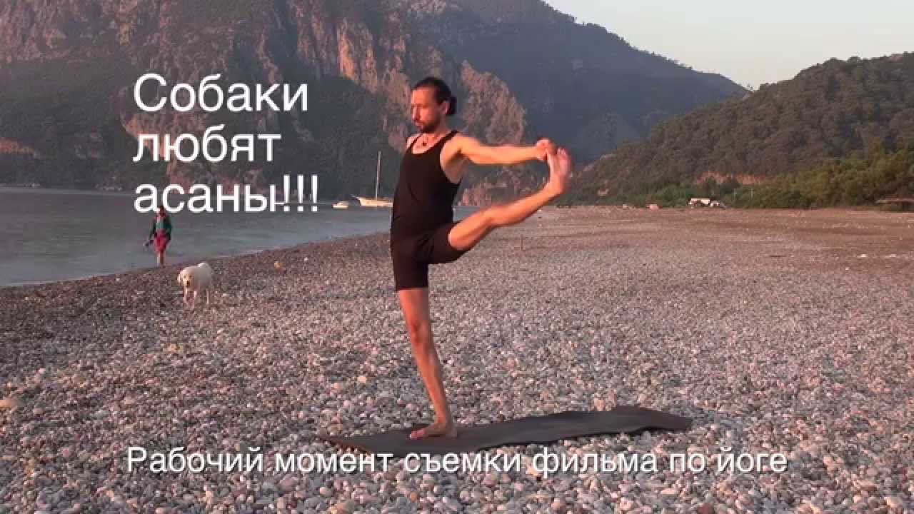 Собаки любят асаны!!!
