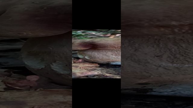 ❗ Беленький красавчик - Bolétus edúlis❗#shorts #nature #природа #funny #shortsvideo #грибы
