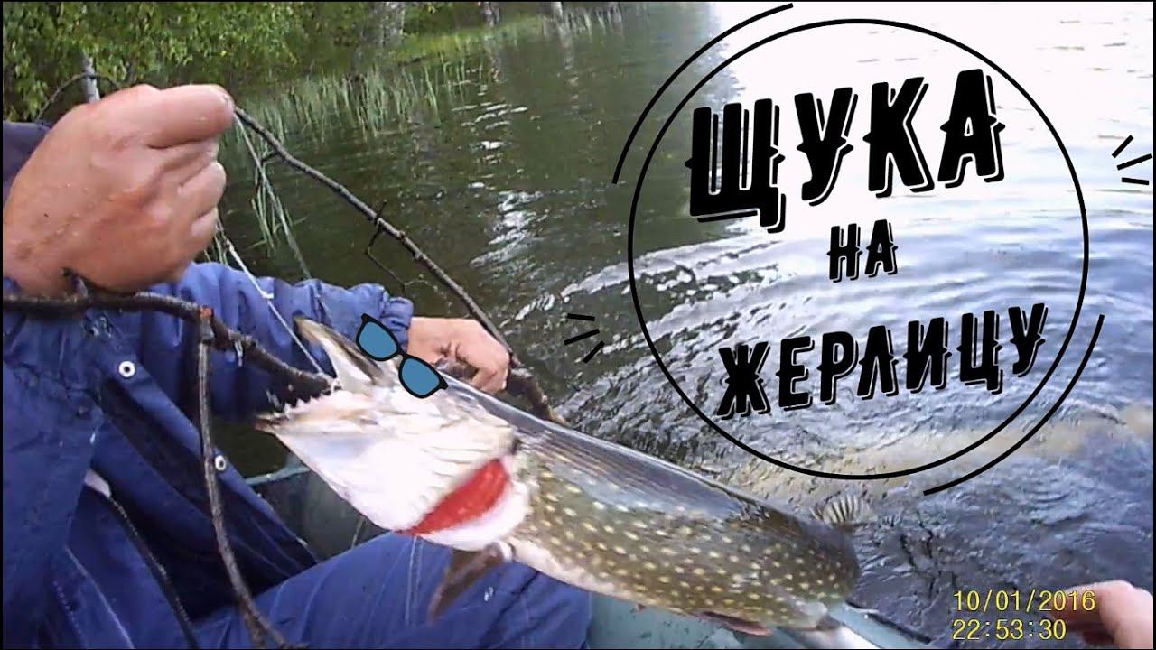 Ловля щуки на жерлицу(самоловку)!