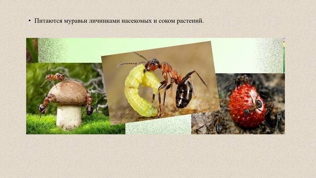 Кузнечики, муравьи, пчёлы природоведение 6 кл.mp4