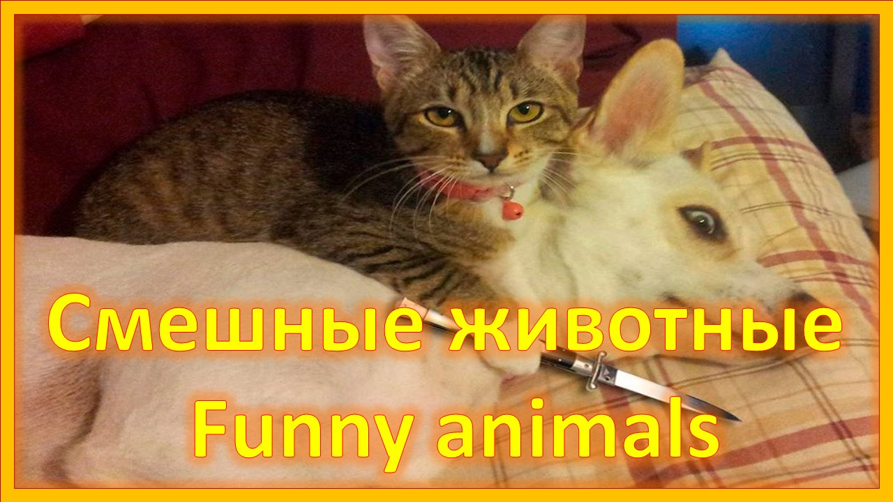Классная подборка смешных животных. Коты и собаки