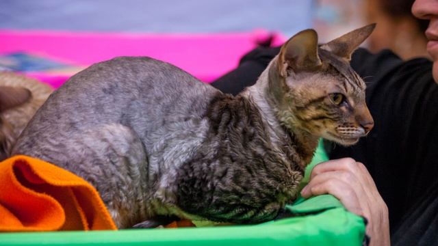 ЭкспоКот 2011 - фотозарисовка с выставки кошек. Коты, кошки и котята