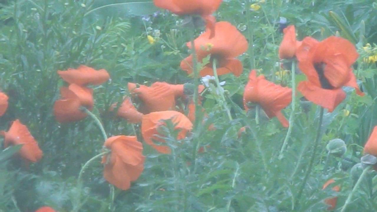 #Дача.#Цветы.Маки под ливневым дождем.