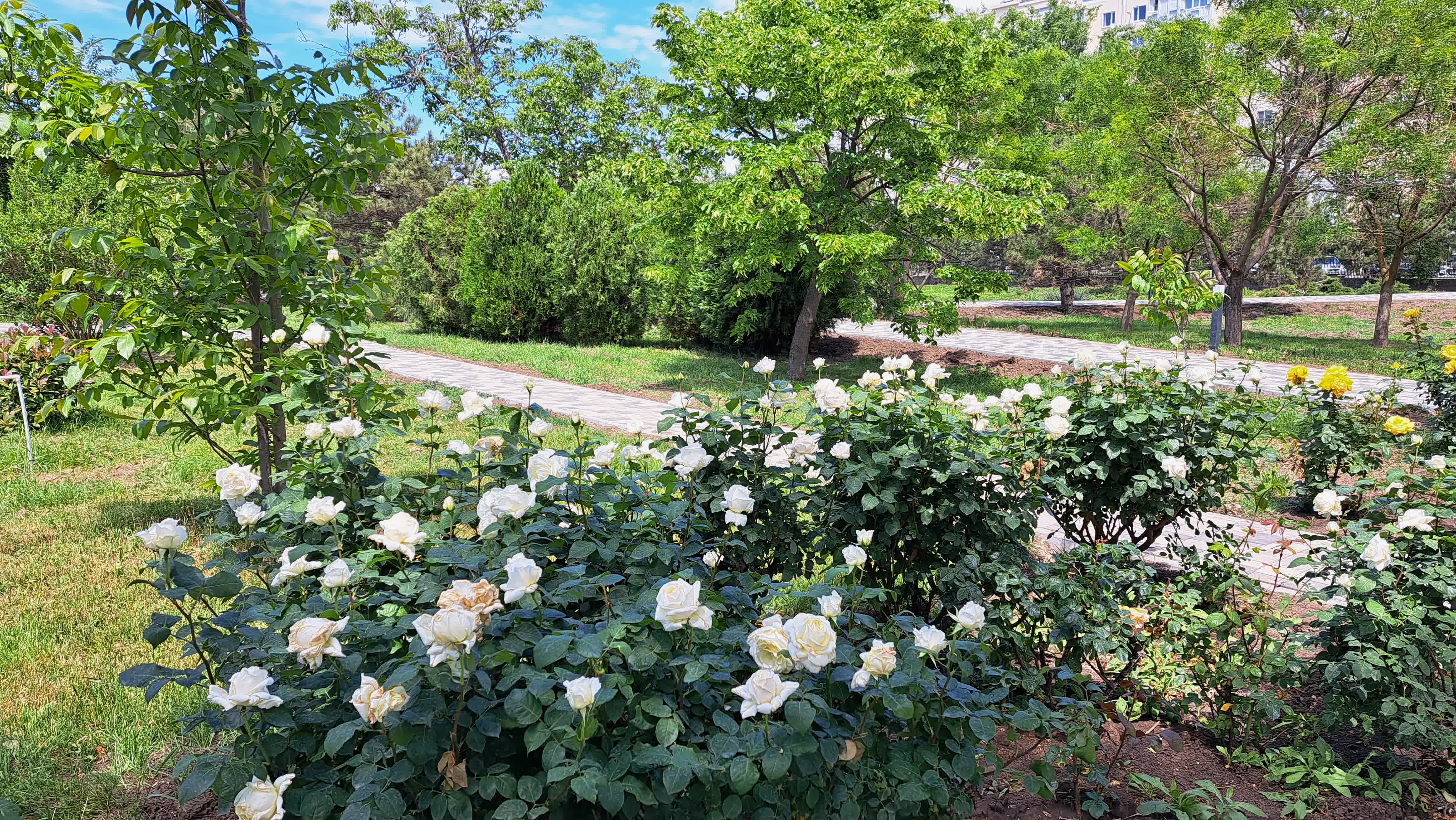 Открытие обновлённой "Ореховой рощи" в День защиты детей (1 июня. Анапа)