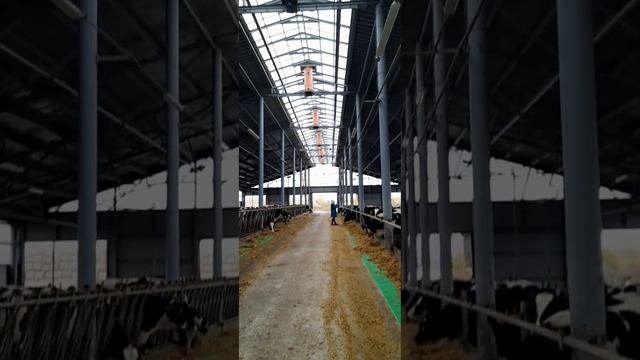 Ты - не ты, когда голоден))