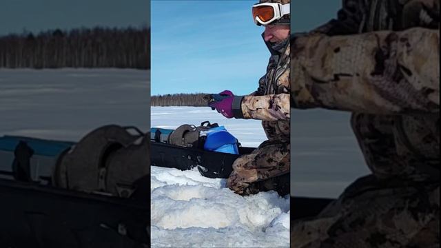 Лемминг лучшая наживка на щуку