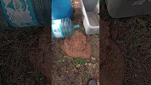 Абиссинка не удалась