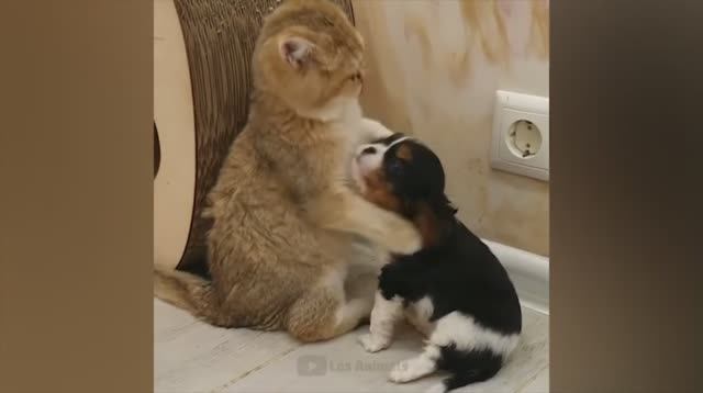 Приколы с котами и собаками #31