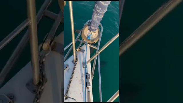 Аренда Яхт. Морское путешествие. Встречи с  Дельфинами. Лазаревское